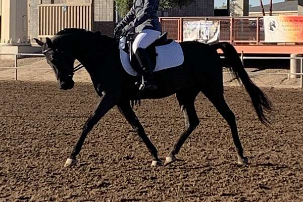 Black Straight Egyptian Arabian Gelding