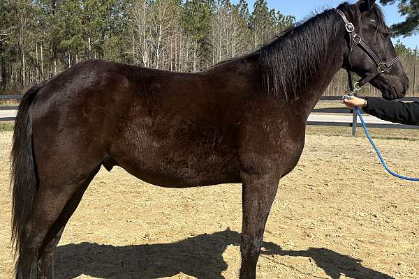 Gaited Draft Cross