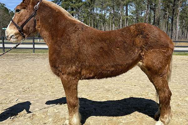 Gentle Belgian Mare