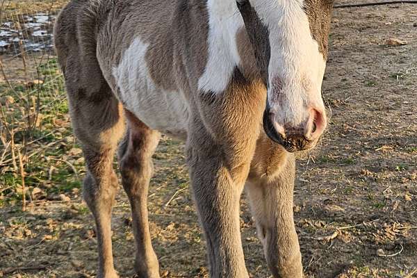 Grulla Overo Colt