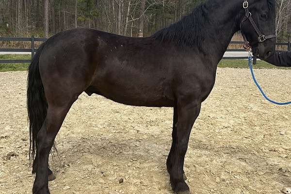 Registered Friesian Morgan