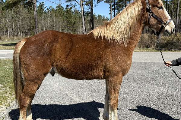 Belgian Haflinger Cross