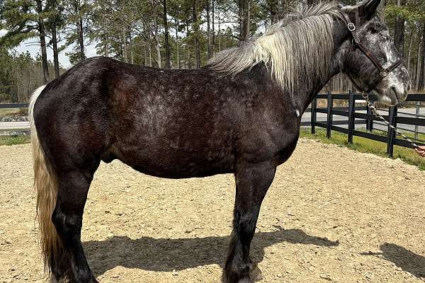 Grey Percheron QH