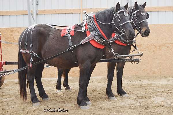 Duke/Dobbin - Offered At Colorado Draft Horse & Equipment Auction On 4/12