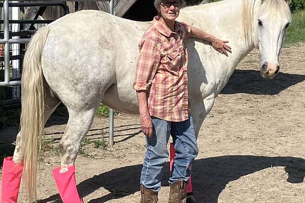 Garrano Morgan Mix Grey Pony