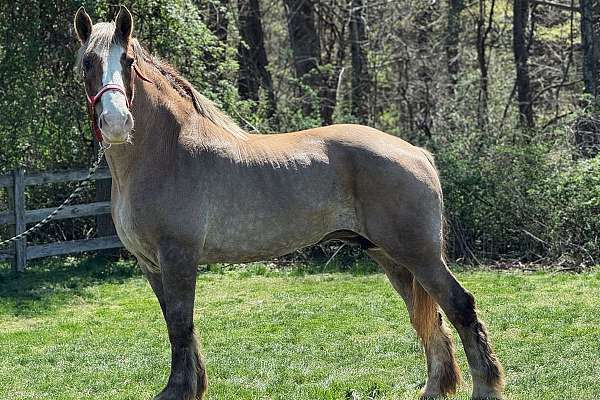 Gorgeous Belgian Mare