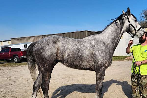 Tippy- 4yo Grey OTTB Gelding