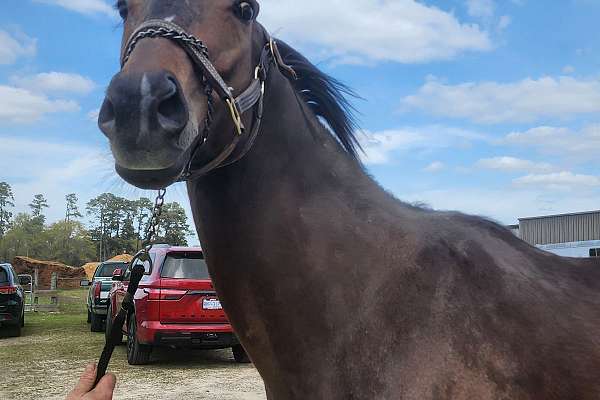 Ninja- 16.2hh 6yo Bay OTTB Gelding