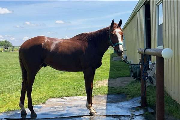Thoroughbred Gelding for Onsite Half Lease