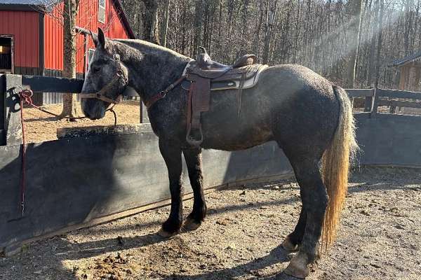 Stunning Dapple Grey Percheron
