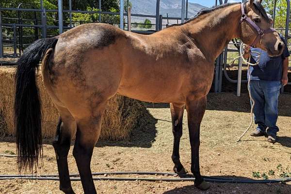 Buckskin Quarter Horse Stallion E/E Gene