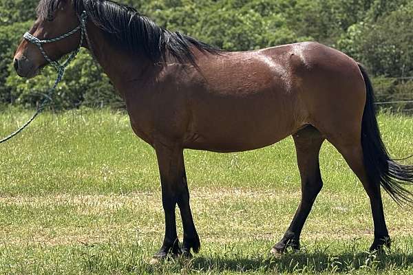 Hackney Pony Cross Mare