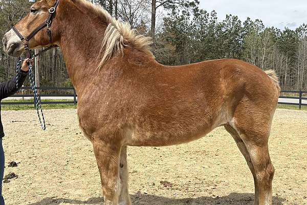 Gentle Belgian Mare