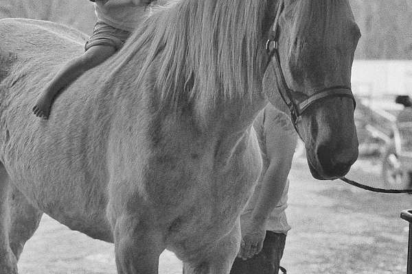 Gorgeous Beginner Safe Percheron Mare