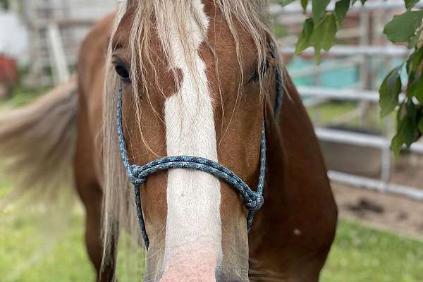 4 Year Old Draft Cross