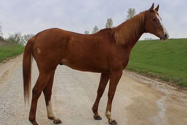 Ca Dashing Thunder - a Stunning AQHA Gelding