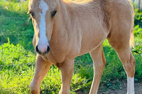 AQHA/Fqha Filly