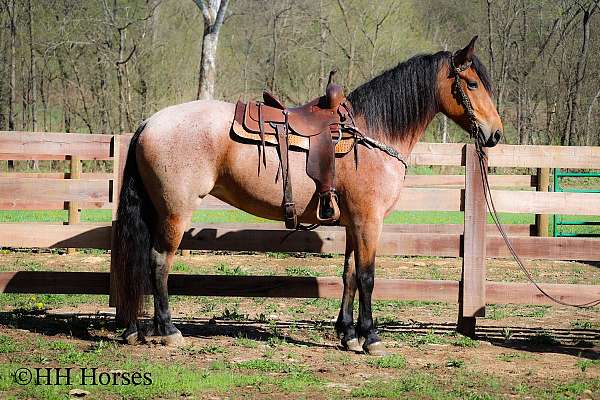 Gorgeous Well Trained Gentle Friesian Belgian Crossbred Mare, Ride & Drive