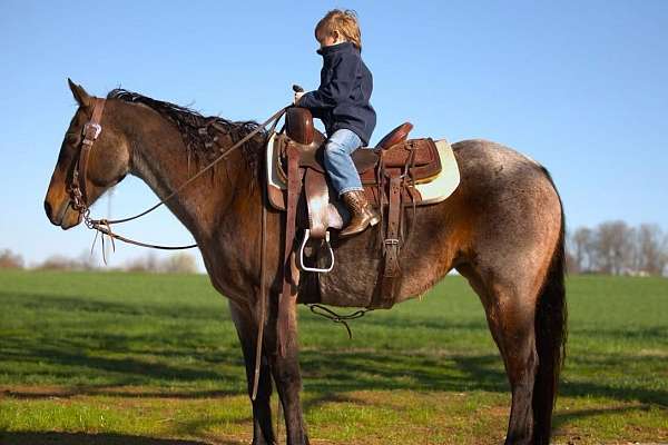 Registered Safe Mare