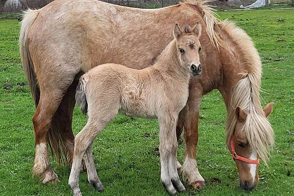 Section a Welsh Dunskin Colt