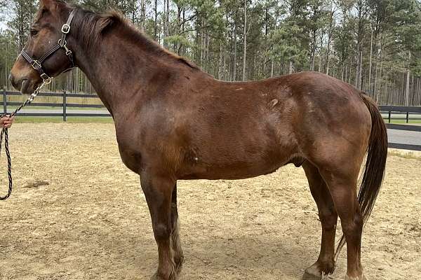 Belgian Morgan Gelding
