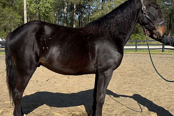 Gentle Percheron QH
