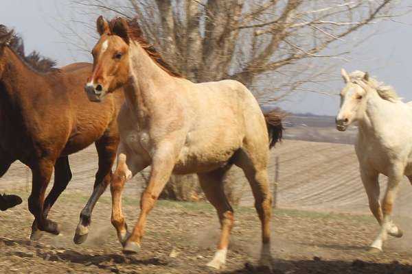 AQHA 2024 Red Dun Roan Pitzer Bred Colt