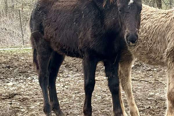 Well Bred Black Yearling Colt