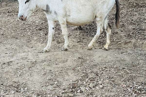 Paint Miniature Donkey - Pinto Miniature Donkey