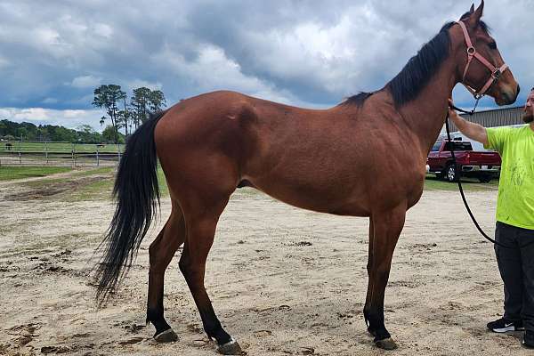 3yo Unraced Track Broke Thoroughbred Gelding