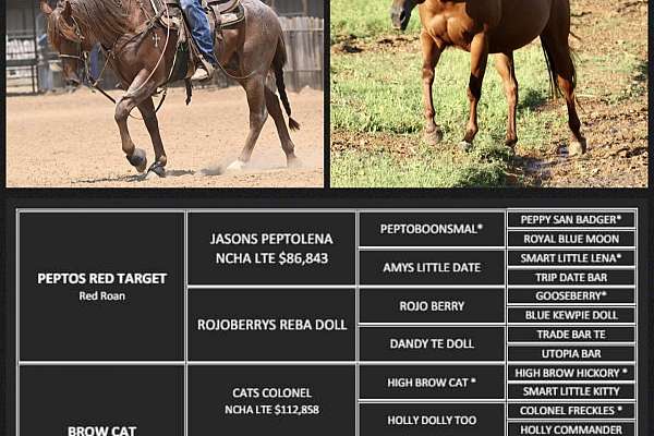 2025 Red Roan Stud Colt. Peptoboonsmal, High Brow Cat & High Brow Hickory