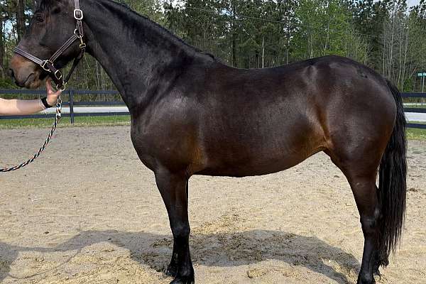 Bay Gaited Mare