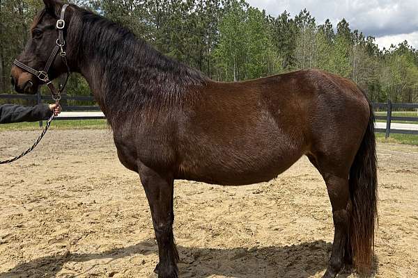Bay Morgan Mare