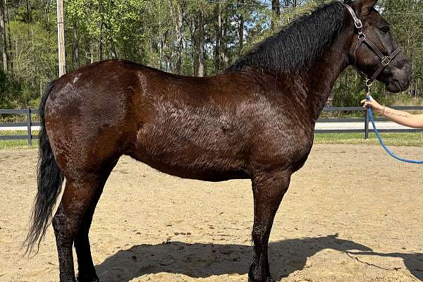 Percheron QH Mare