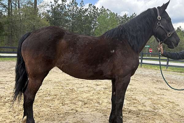 Percheron Morgan Mare