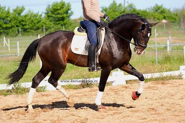 Lusitano Horse Son of Lord Plus Piro-Free.
