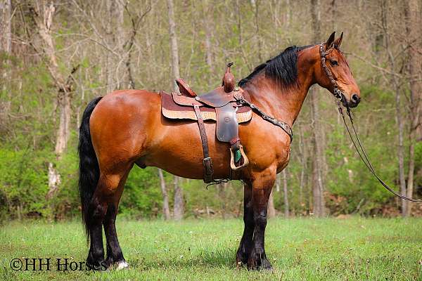 Well Trained, Super Civilized Registered Bay Friesian Sport Horse Gelding