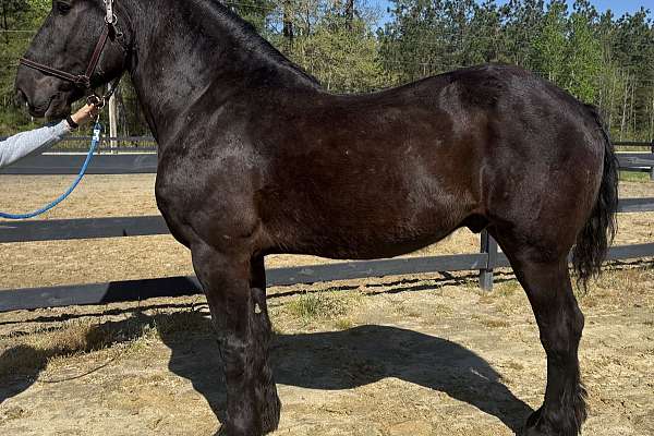 Beginner Safe Percheron