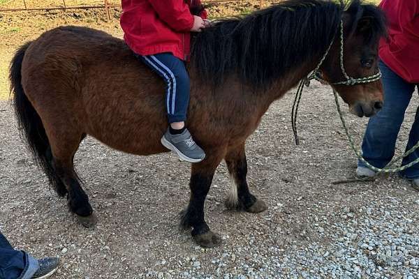 Sweetest Pony Gelding Broke to Ride - Chili Pepper