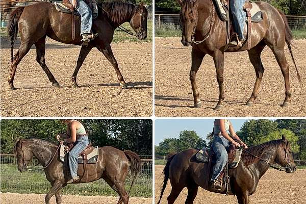 Big Versatile Mare