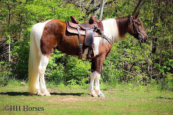 Super Smooth Flashy Well Broke Brown and White Spotted Saddle Gelding, Fun