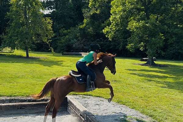 Appendix Gelding With All the Chrome!