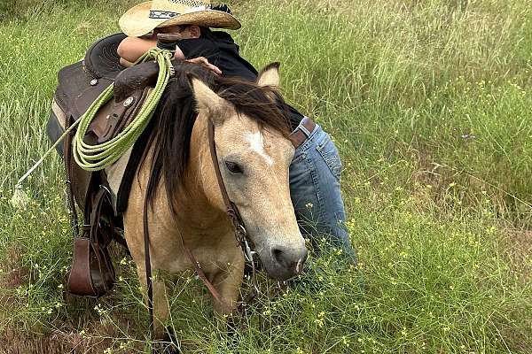 Sparkles, the Best Buckskin Pony!