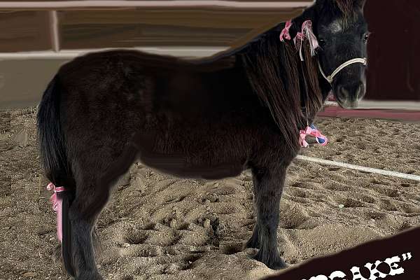 "Cupcake" 30" Black 2022 Mini Mare Adorable*Safe Kid Friendly*Super Cute