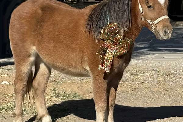 "Zoom" 32" Bay Miniature Mare Adorable-Fun-Friendly