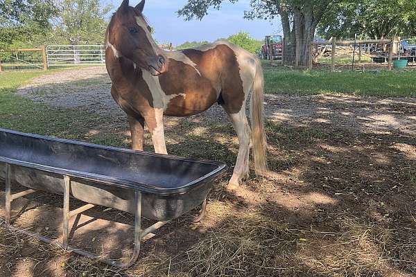 Island Born Chincoteague Pony Gelding