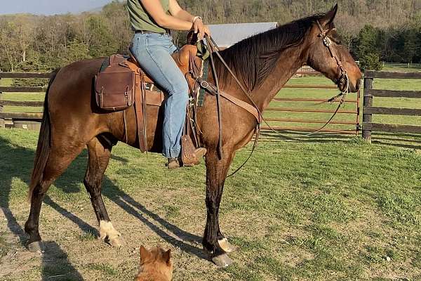 Sound, Smooth, and Safe. All Around. Trails/Jumping/Arena/Cows