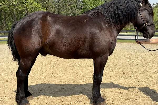 Nice Percheron Gelding