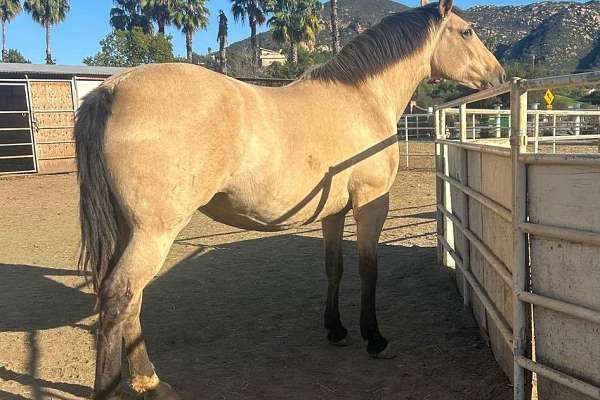 Buckskin Breeding Mare ANCCE Revised...