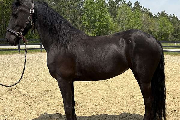 Friesian Morgan Mare